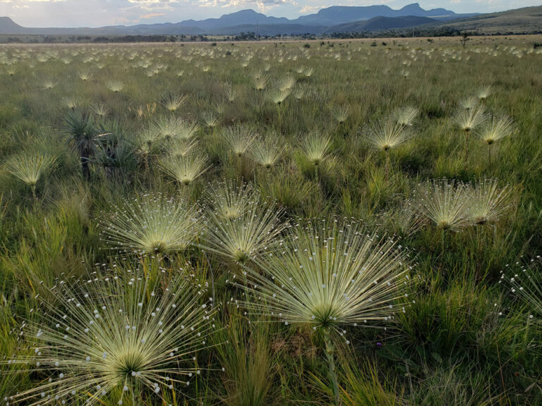The Importance Of The Cerrado Region For Brazil: Biodiversity And ...